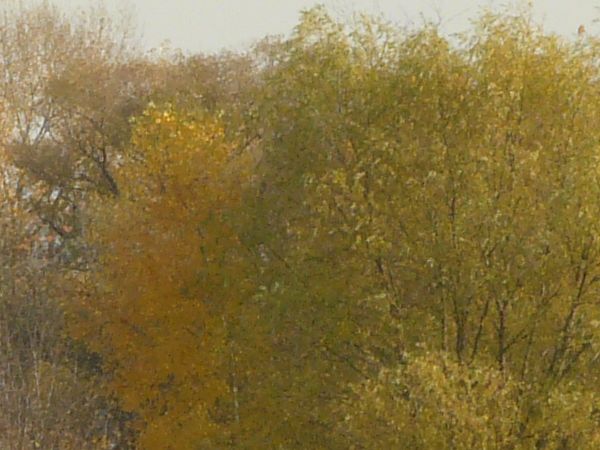 forest side view texture 0005 - Texturelib